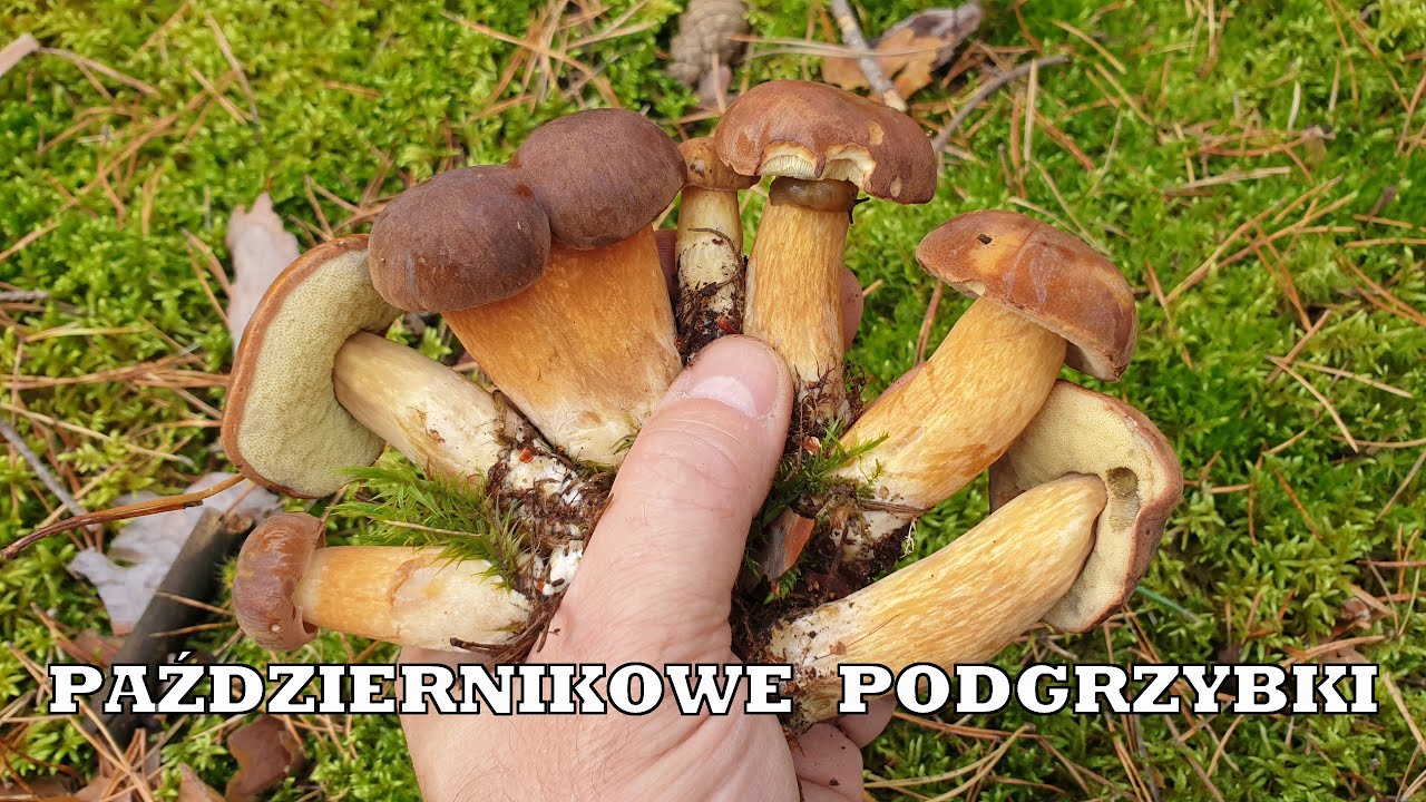 Październikowe podgrzybki i padalec zwyczajny w województwie opolskim ...