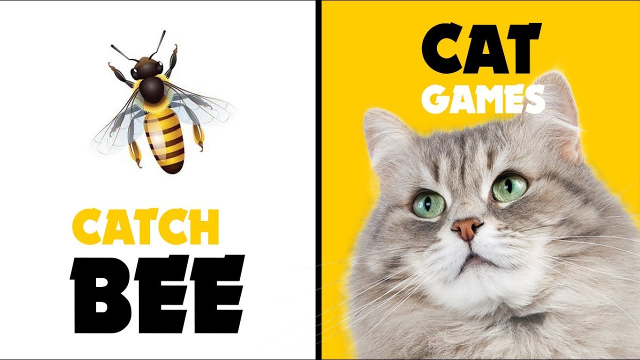 CAT GAMES ★ CATCH BEE games on screen - YouTube