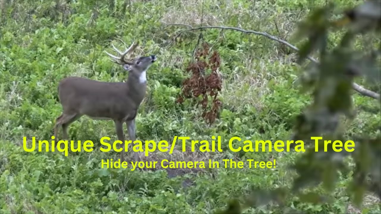 Unique Scrape Tree Set Up I shot my 2022 Buck Over - YouTube