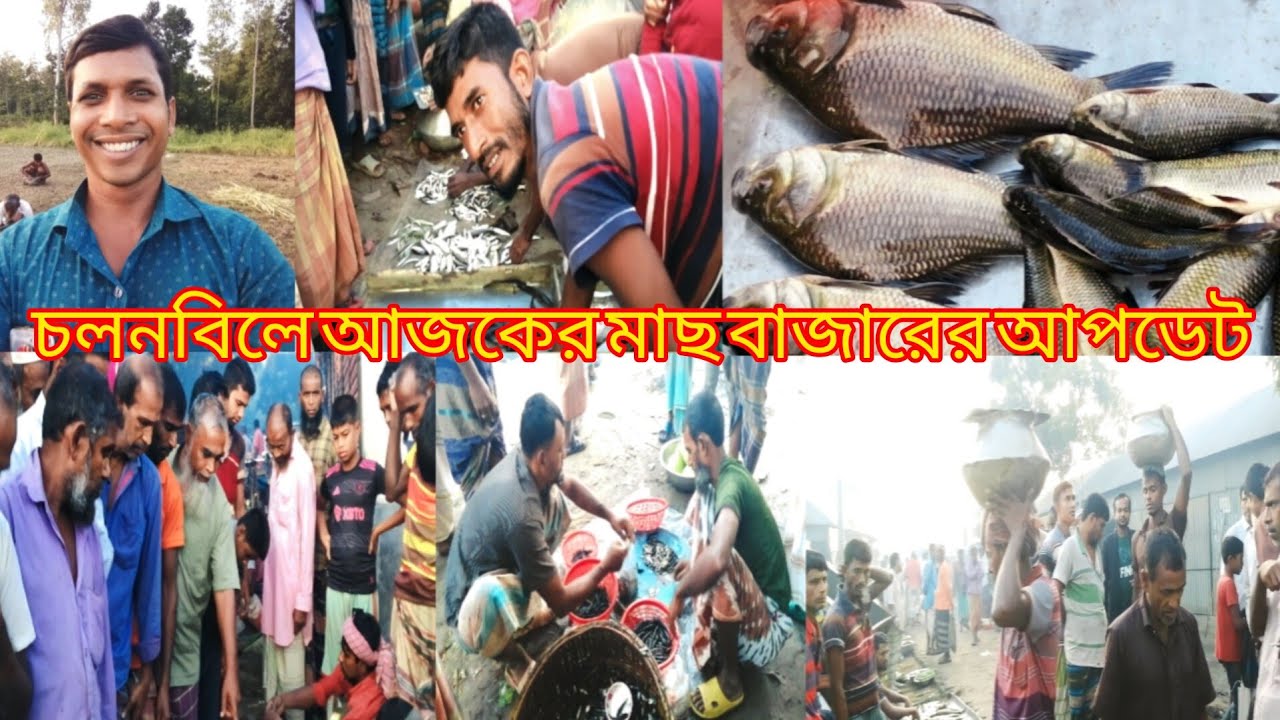 চলনবিলে আজকের মাছ বাজারের আপডেট | chalon bill's fish market | দিঘল ...