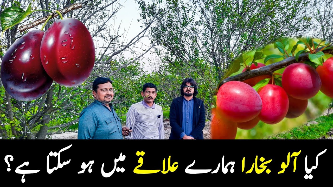 Plum Farming in Punjab / Aloo bukhara ki Kasht / Pakistan - YouTube