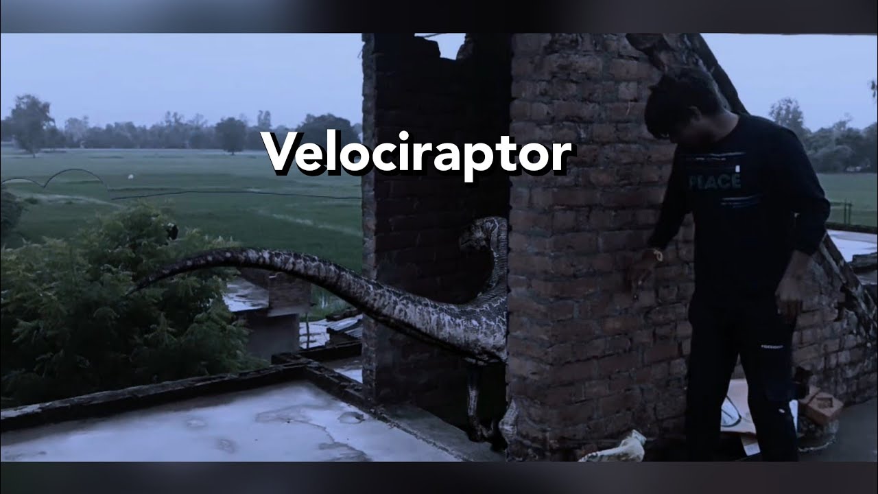 T-Rex velociraptor in real life - YouTube