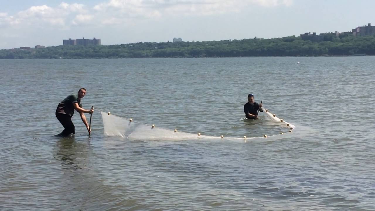 WSF Great Fish Count 2015 (Englewood Bloomers Beach in Palisades ...