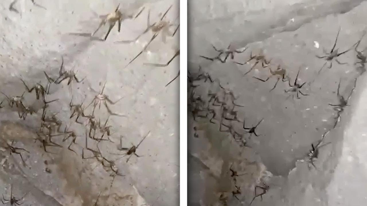 CREEPY CLUSTER OF SPIDERS FOUND IN CAVE! - YouTube