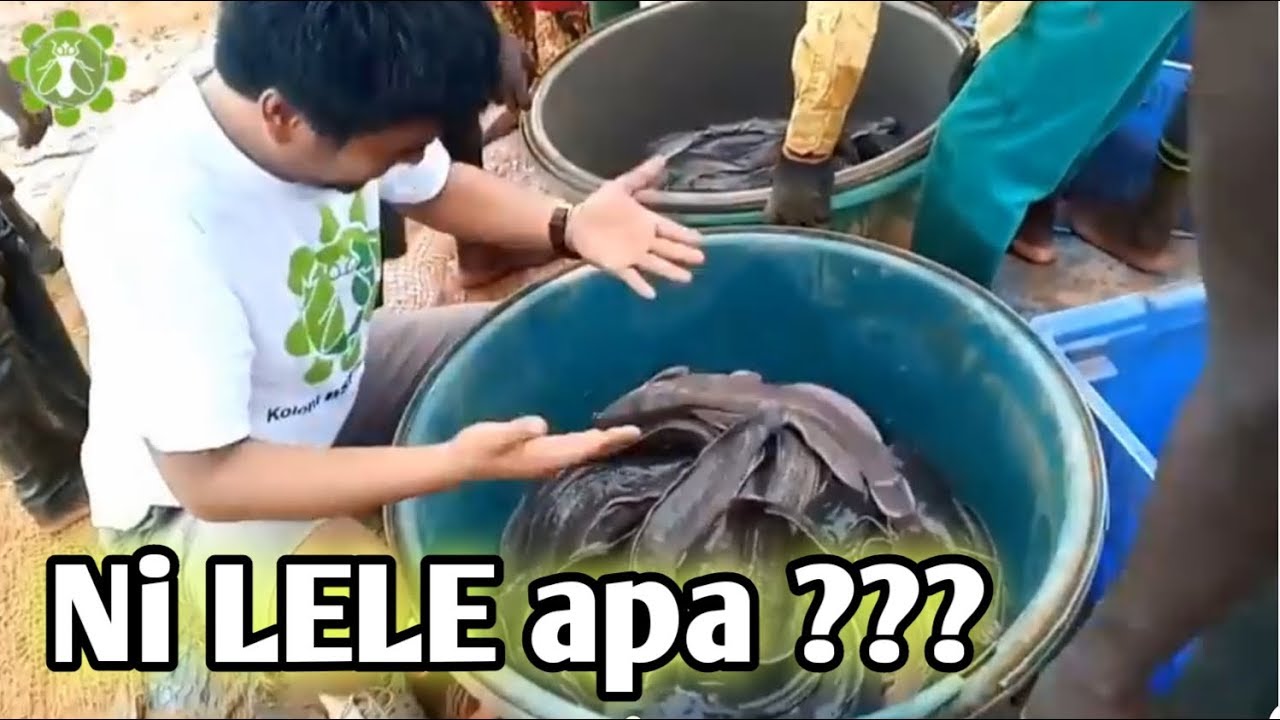 Lele "monster" di NIGERIA buat konsumsi - YouTube