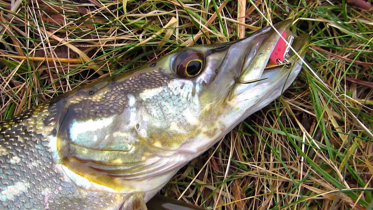 February Pike - YouTube