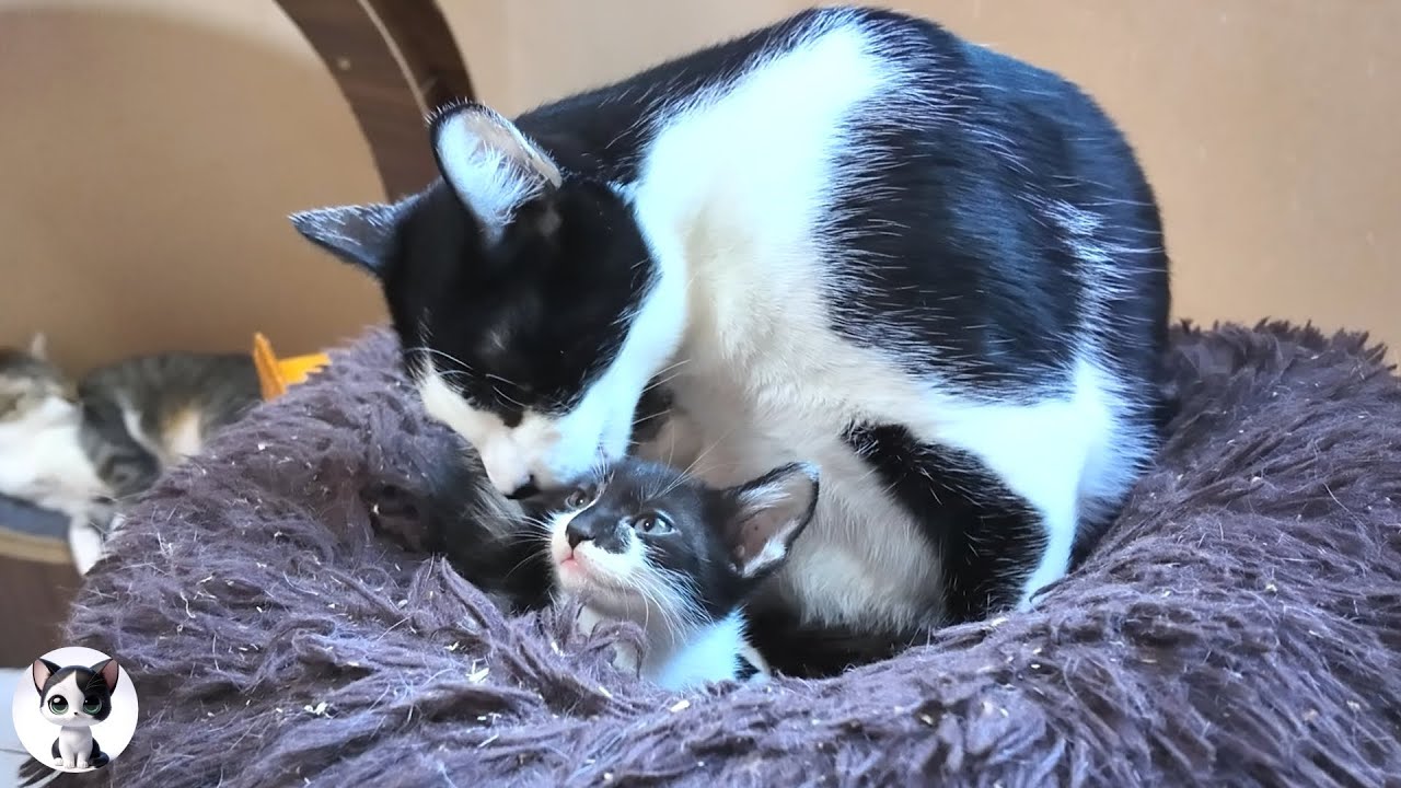 Kitten frightened in the cat room, but the miracle older cat Mu was ...