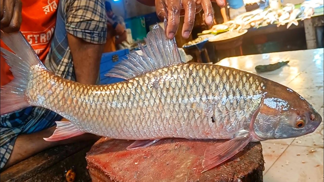 Amazing Mrigal Fish Cutting Skills In Bangladesh Local Fish Market ...