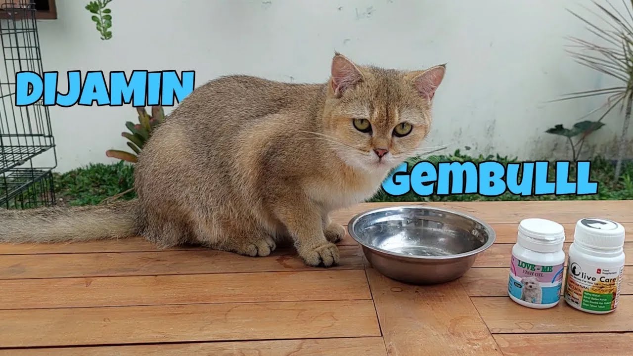 CARA MEMBUAT KUCING JADI GENDUT ! - YouTube