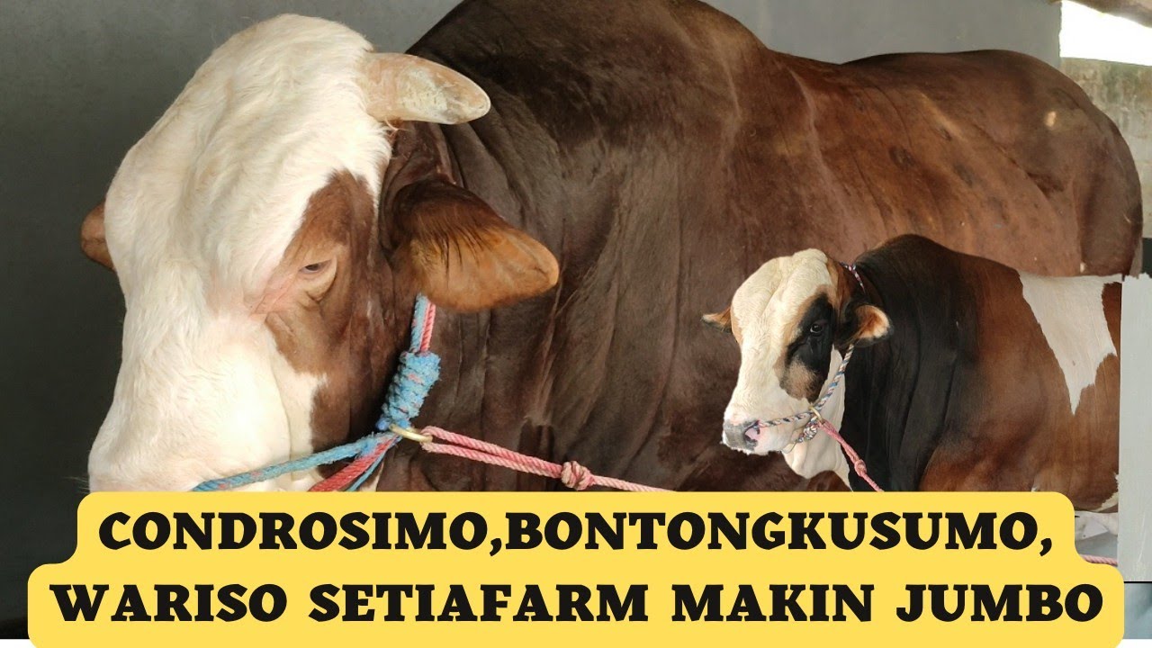 Sapi Monster Condrosimo,Bontongkusumo & Wariso Setia Farm Makin Jumbo ...