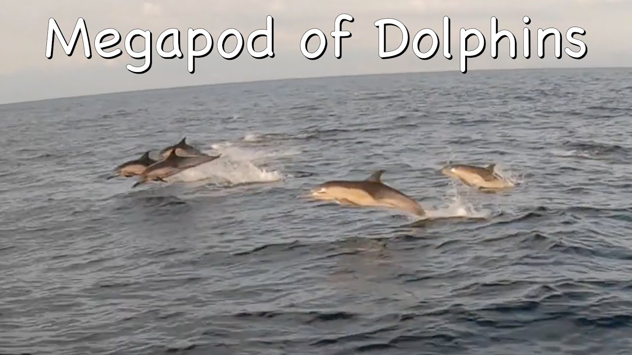 Megapod of Dolphins - YouTube
