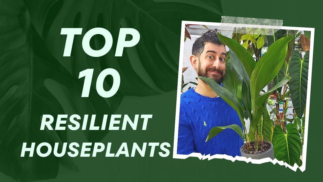 🌱Top 10 most resilient Houseplants in my collection 💚 - YouTube