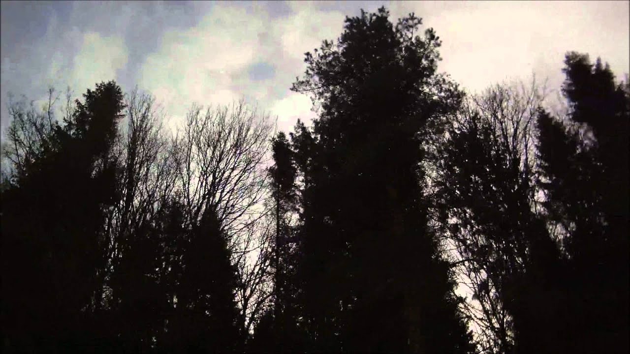 Pheasant and Partridge shooting. Beaters day. - YouTube