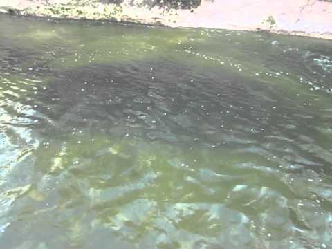 How to locate Gizzard Shad in Winter - YouTube