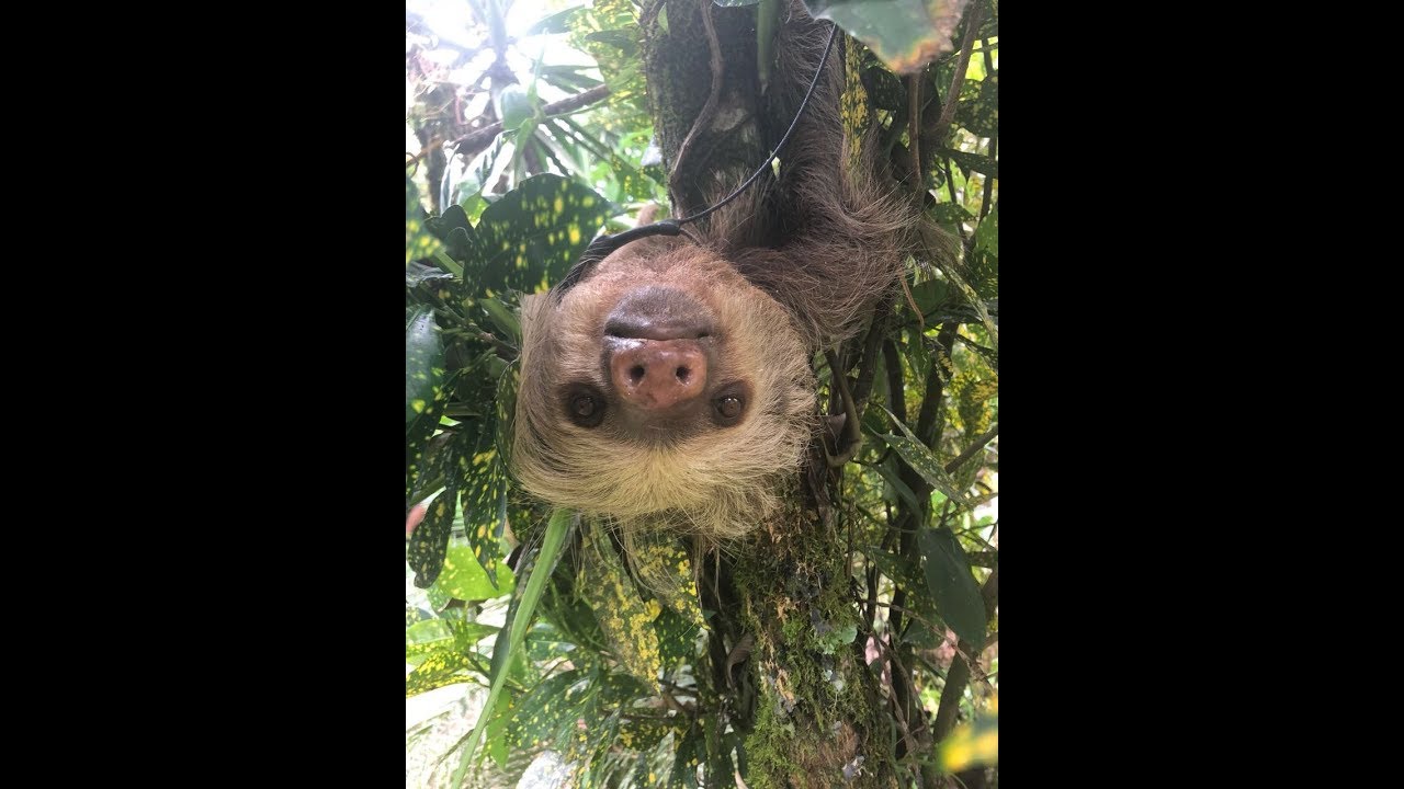 All Sloths a Swimming - YouTube