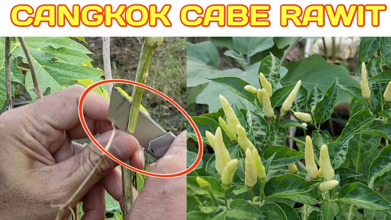 Cara mudah mencangkok cabe rawit - YouTube