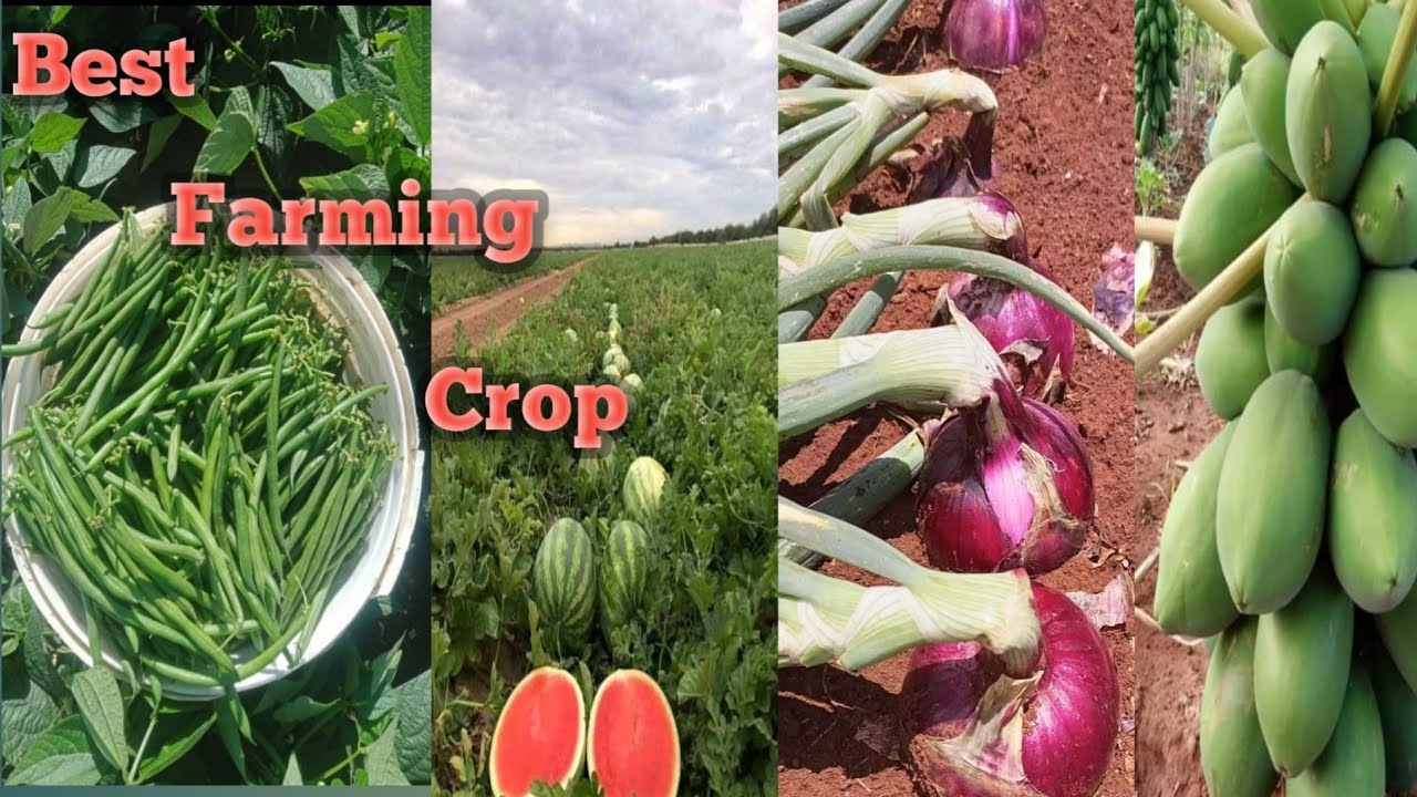 The best crop to farm and make good returns within a short period - YouTube