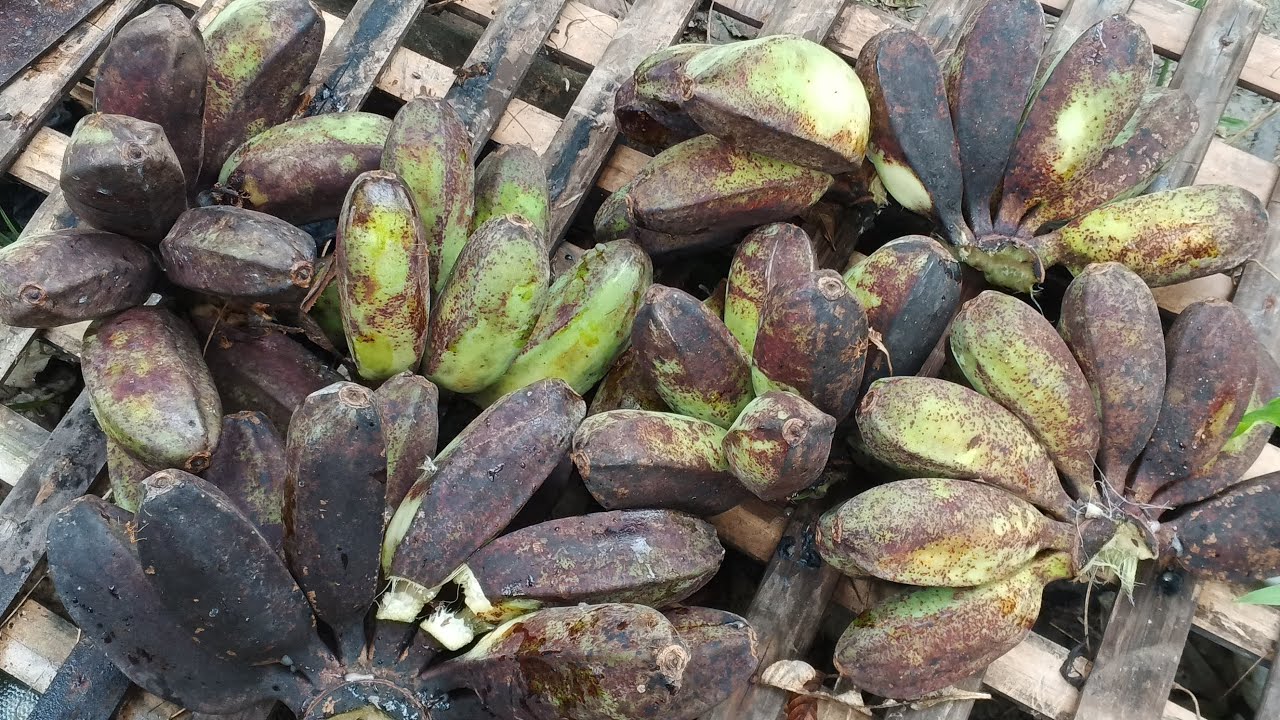 Yummy for snacks banana saba //from backyard #live #trending #yummy # ...
