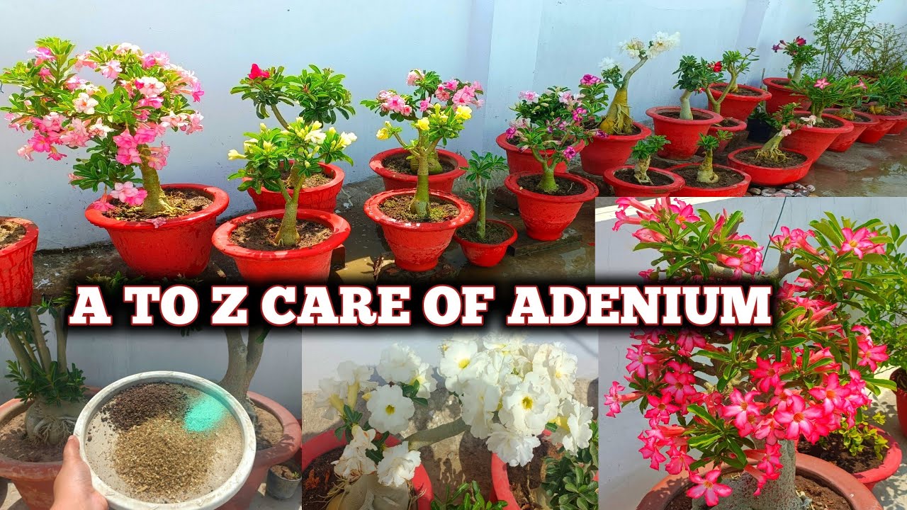 A TO Z CARE OF ADENIUM | COMPLETE CARE AND TIPS FOR ADENIUM WITH ...