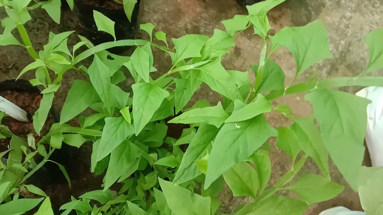 Muehlenbeckia platyclada, Homalocladium platycladum, Centipede plant ...