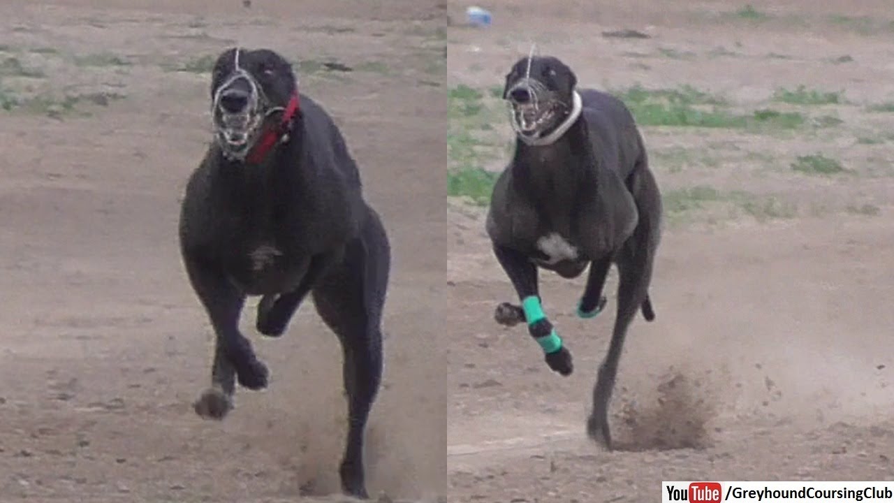 dog full speed running - YouTube