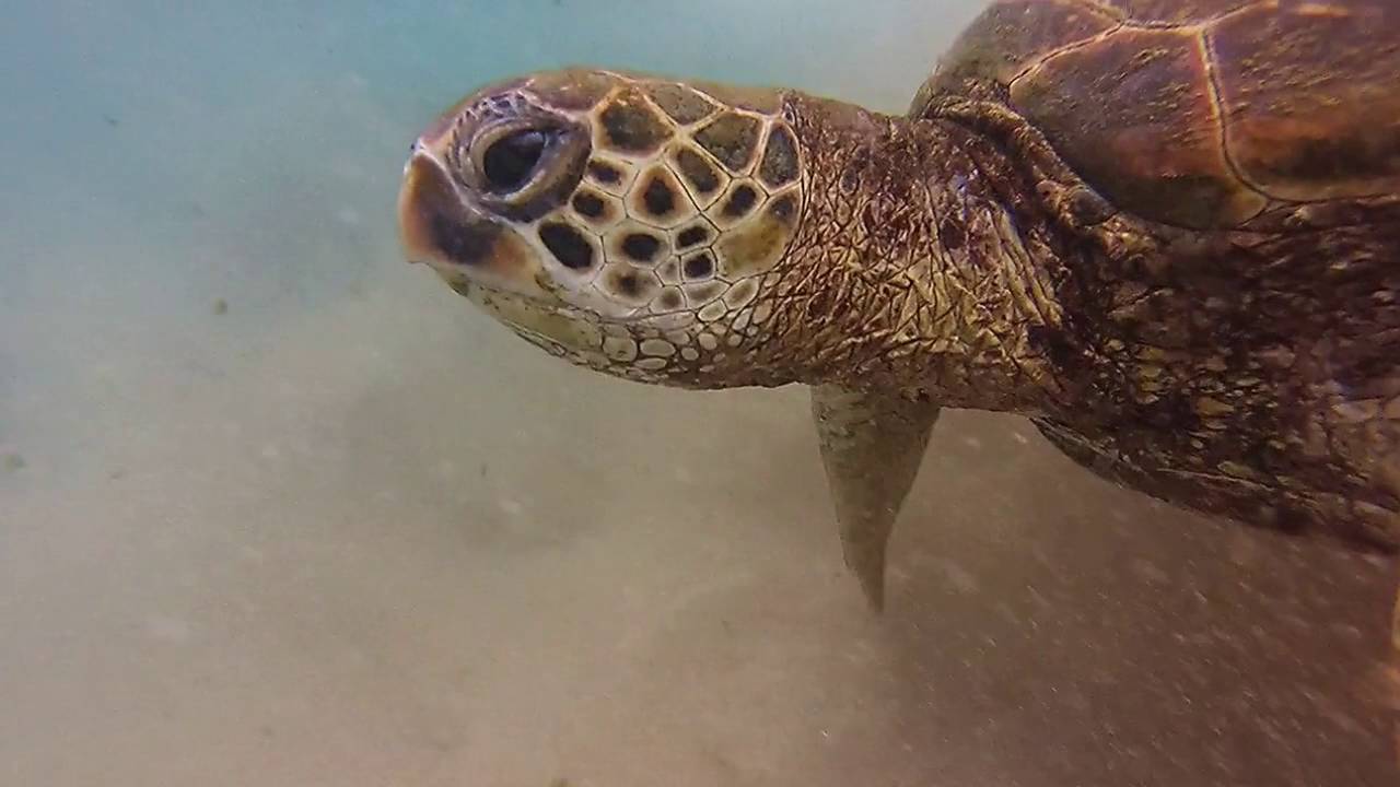 All About Honu, Ep 3 - Ono Grindz: What Do Sea Turtles Eat? (Edited Aug ...