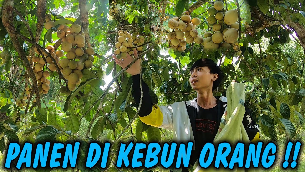 BULAN PUASA PANEN BUAH-BUAHAN DI KEBUN ORANG !! KHANA VLOG - YouTube
