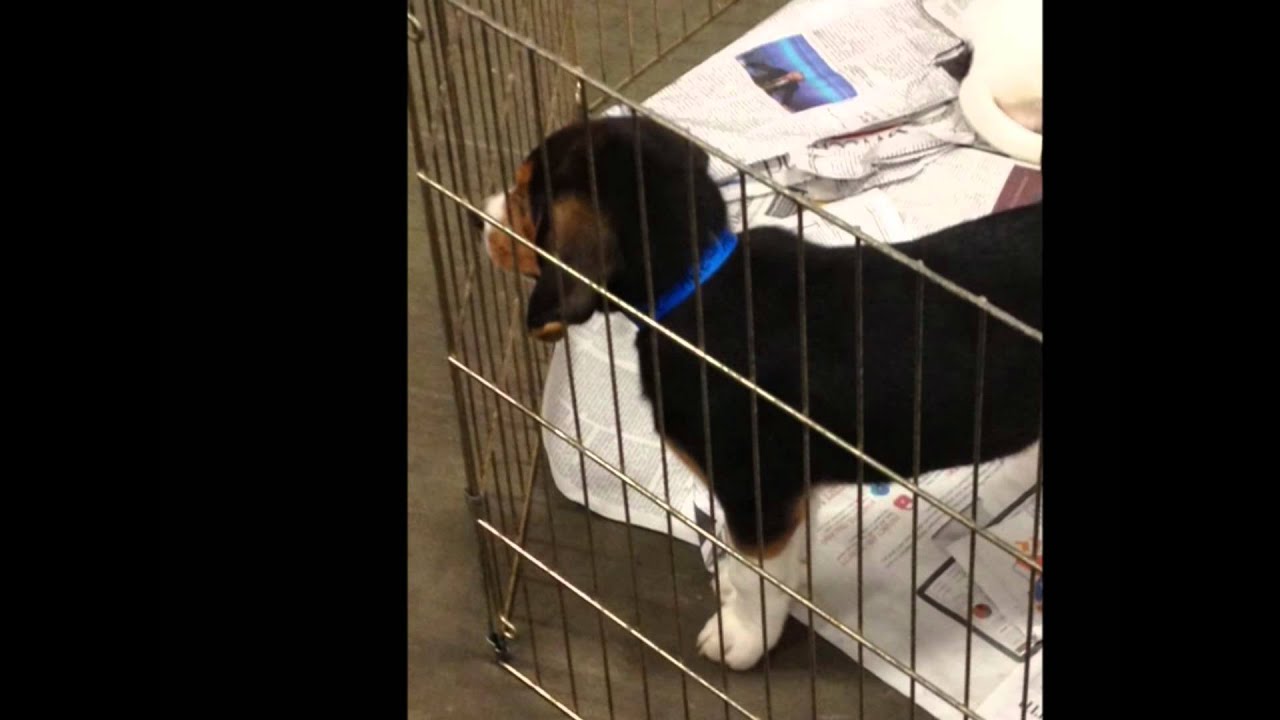 Lost Dog and Cat video Montage - YouTube