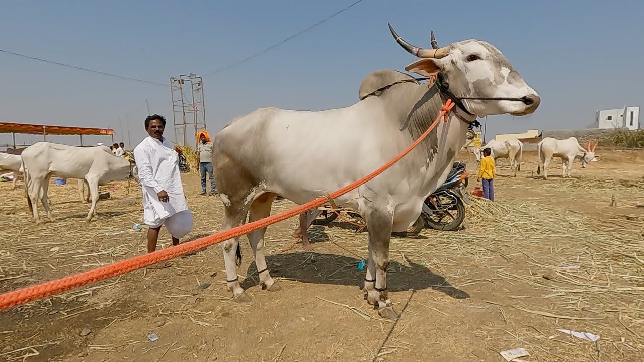 Magnificent khillari bull of Mangalawada - YouTube