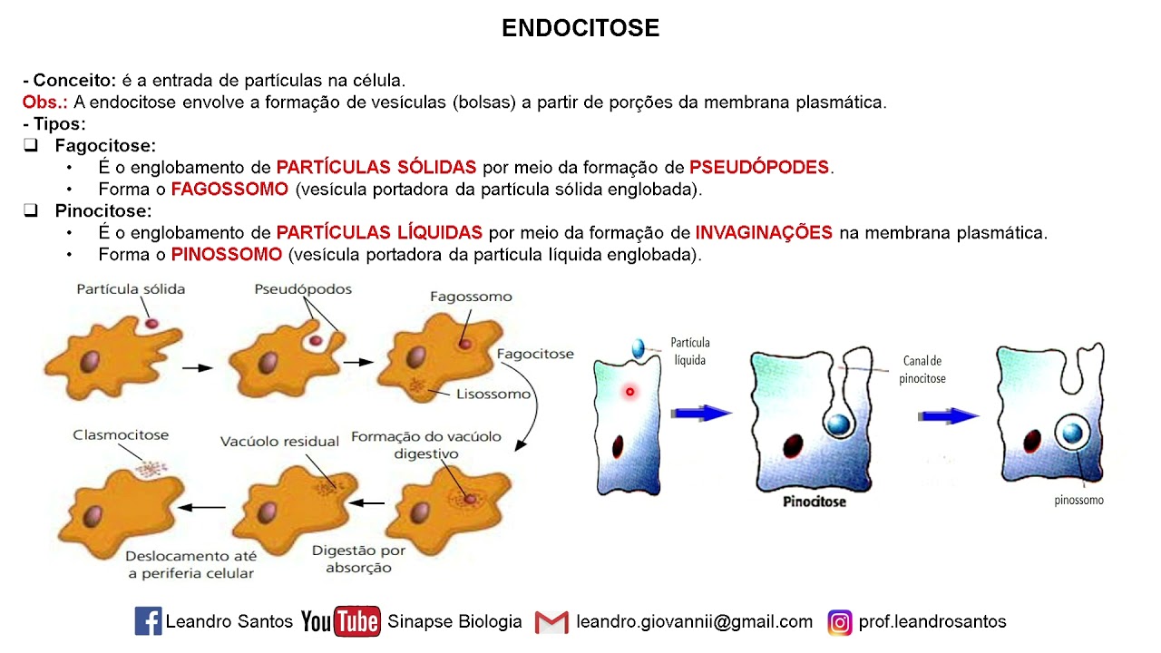 ENDOCITOSE (FAGOCITOSE E PINOCITOSE) E EXOCITOSE. - YouTube
