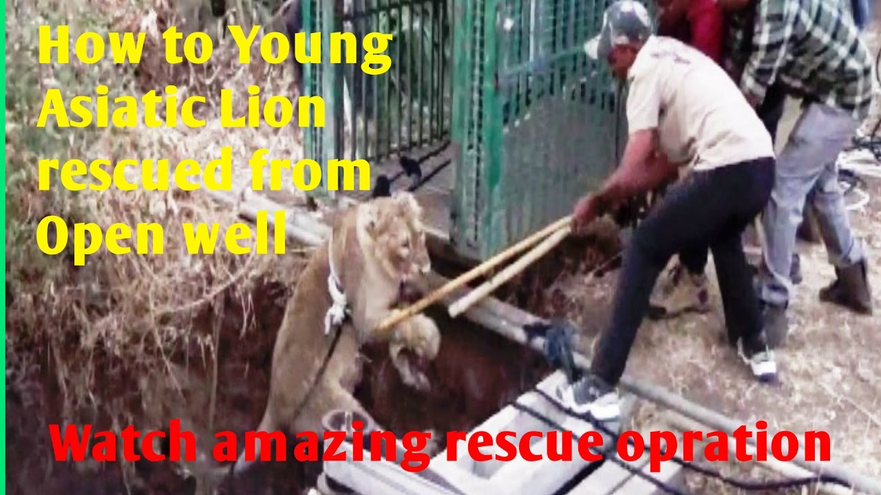 बब्बर शेर का दिल धड़क रेस्क्यू ऑपरेशन How to Young Asiatic Lion rescued ...
