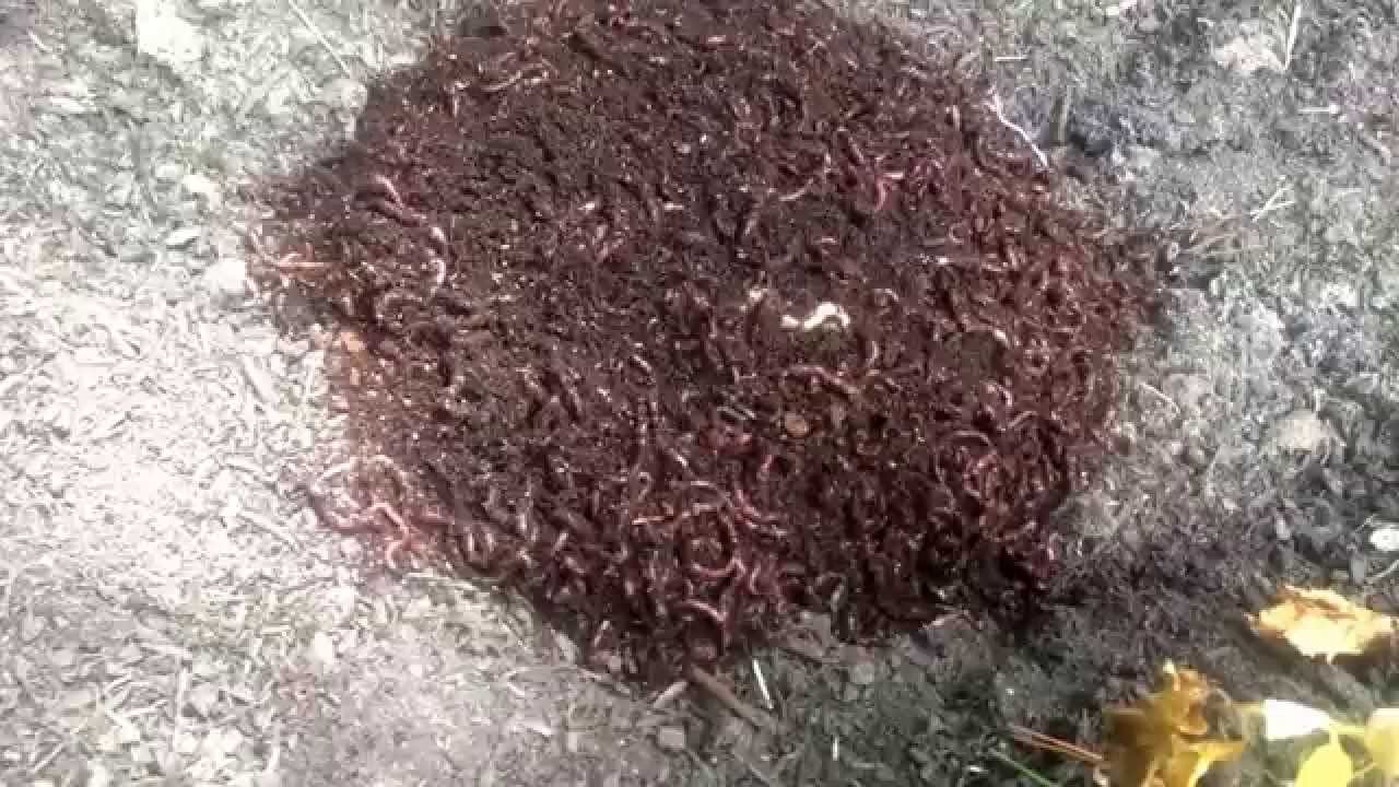 How To Introduce Earthworms Into A Garden After Shipping - YouTube