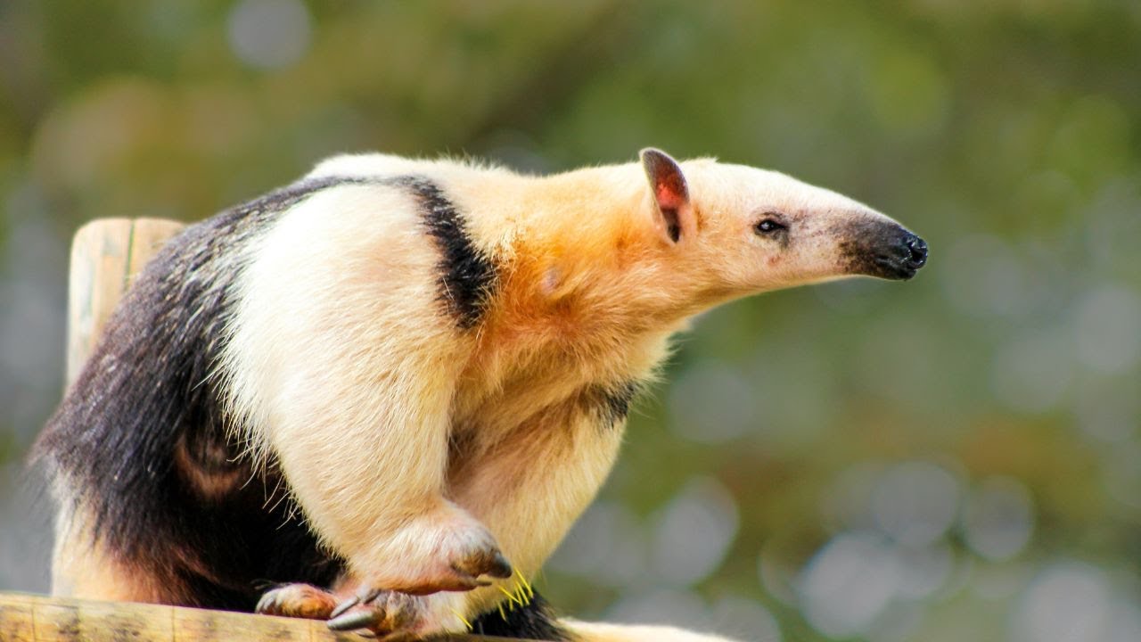 Giant Anteater – Nature’s Insect Hunter - YouTube