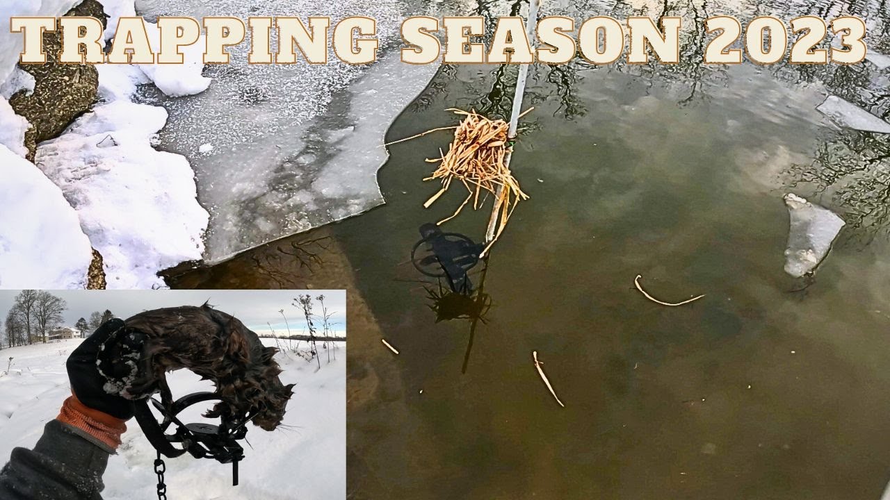 Trapping Season 2023 - 1st Check - YouTube