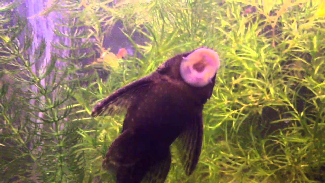 Trololo Fish - YouTube