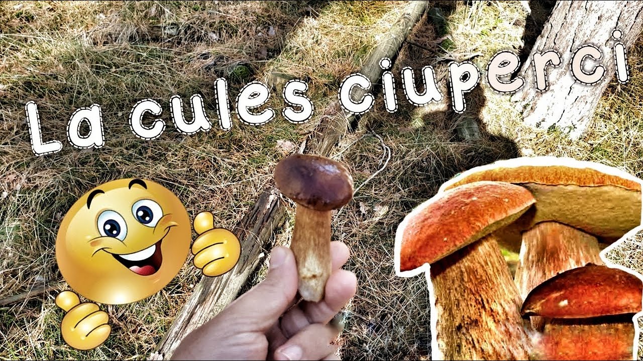 La cules ciuperci hribi de pădure - YouTube