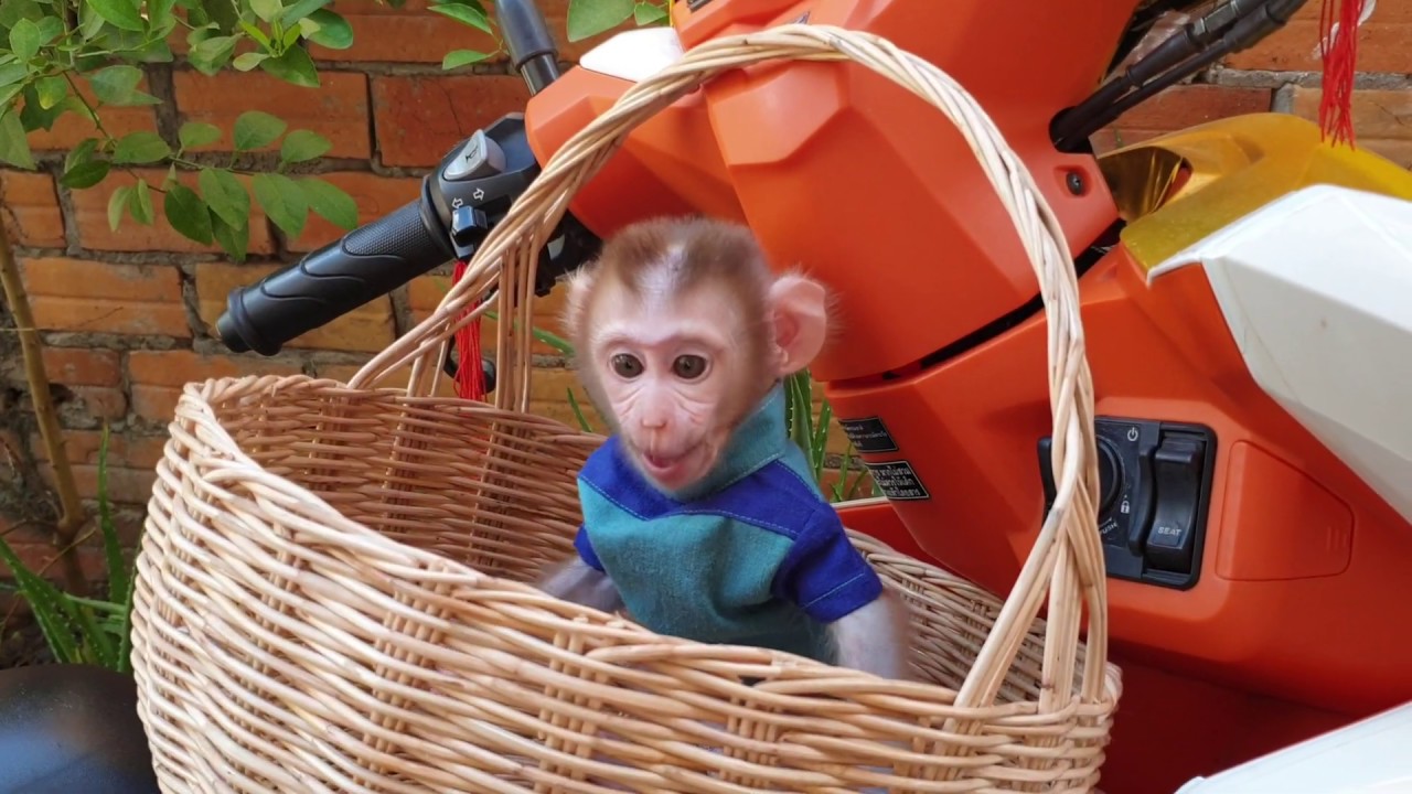After Cute Aba Baby Monkey Need the Mats drop down Aba get help from ...