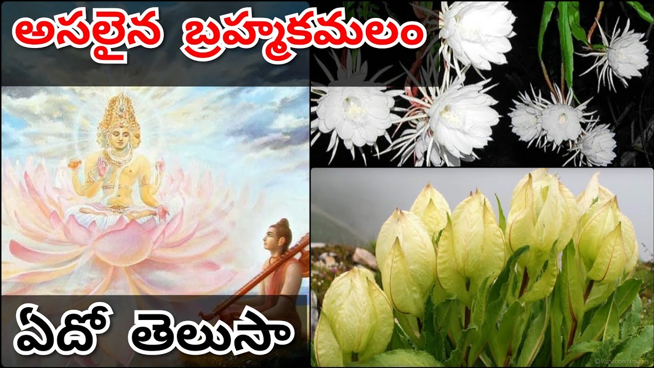 Real brahma kamalam flower || Rare flower in India | Interesting facts ...