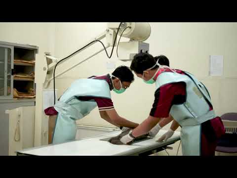 Layanan Radiografi (Foto X Ray) dan Diagnostic Imaging Center RSHP FKH ...