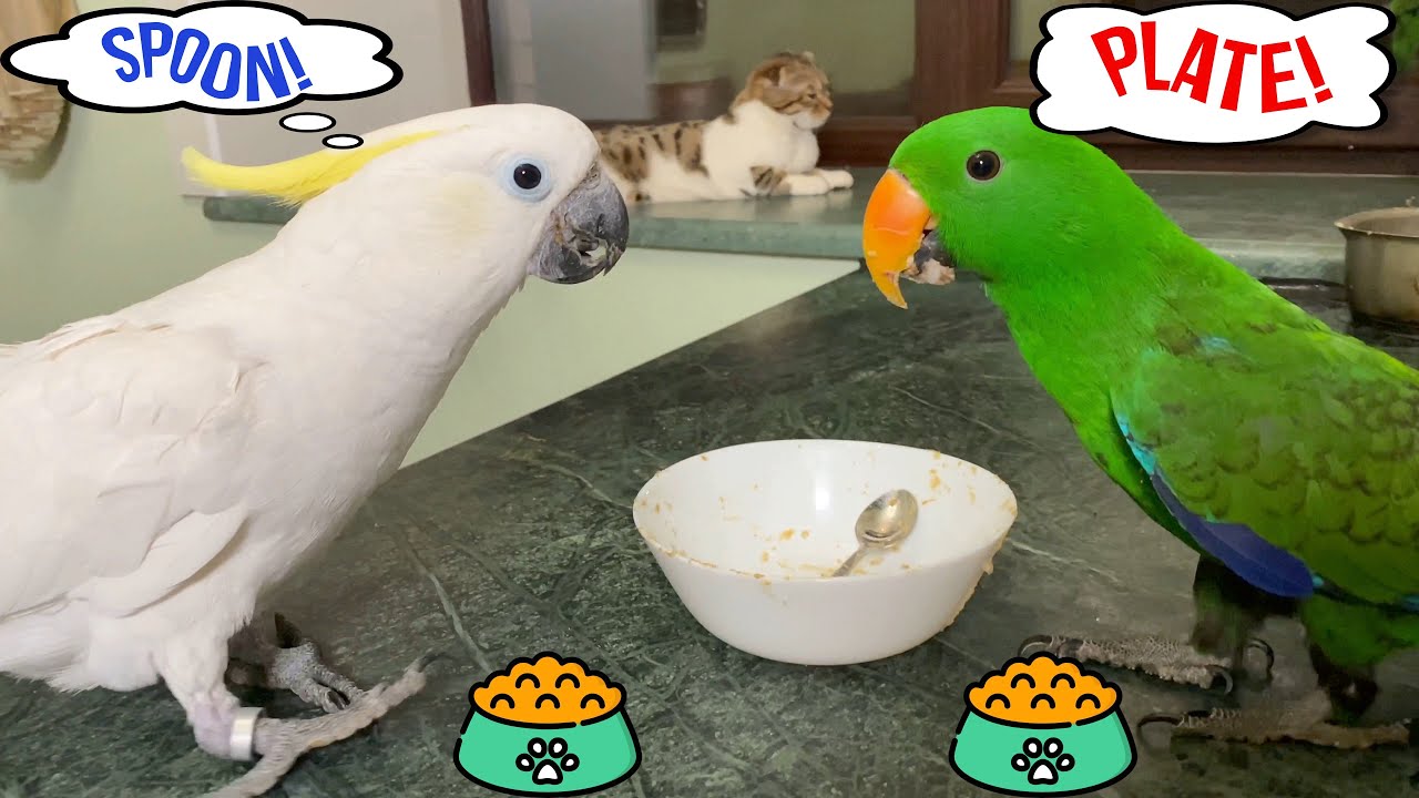 Charlie the parrot likes to eat from a spoon and Medchen is ready to ...