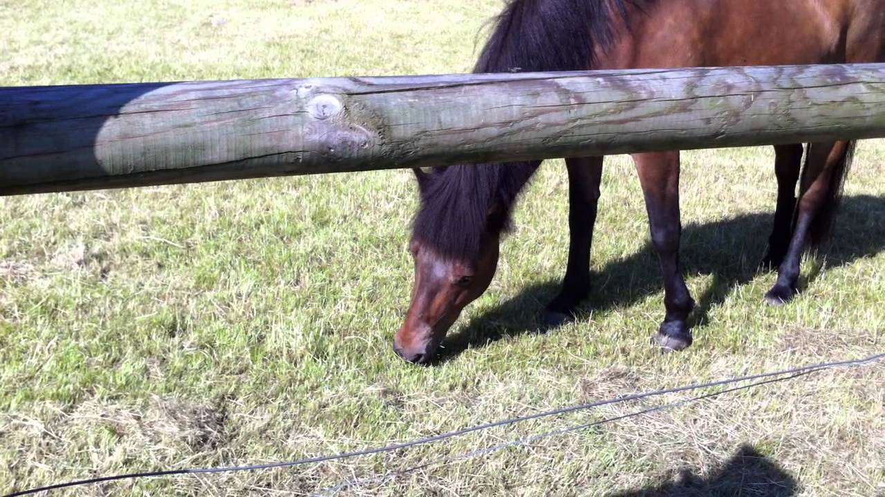 Pferd beisst ins Gras - YouTube