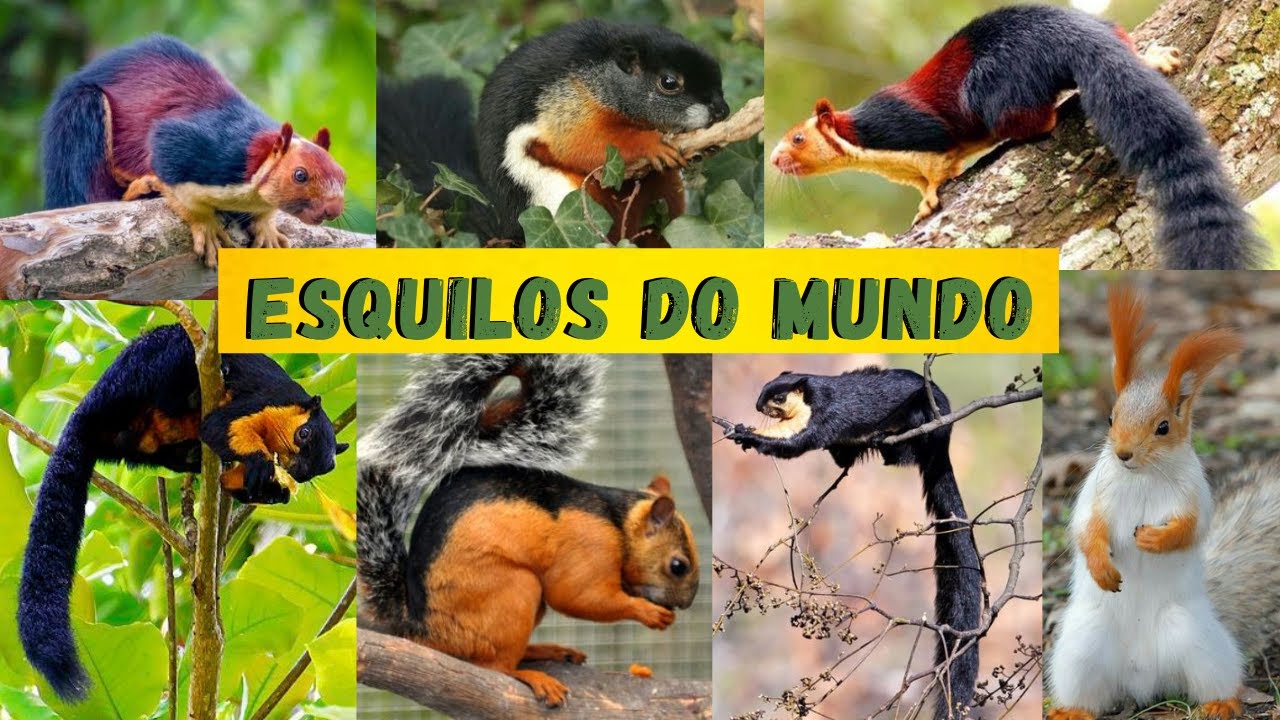 ESQUILO MAIOR QUE UMA CRIANÇA! ESQUILO VOADOR! ESQUILOS COLORIDOS E ATÉ ...