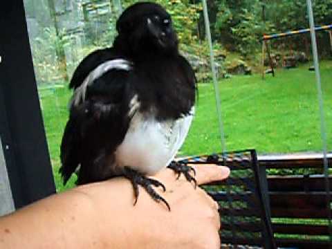 Smule the norwegian magpie - en norsk skjære - YouTube