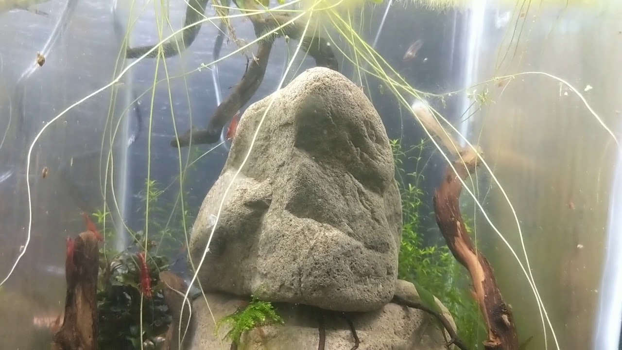 Using fry to clean up isopod pests - YouTube
