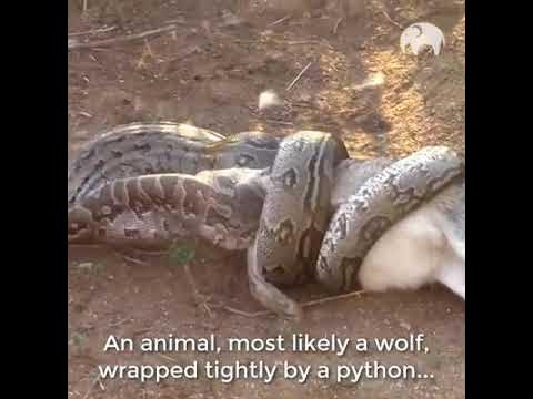 AFRICAN PYTHON ATTACKS AND SWALLOWS THE WOLF - YouTube