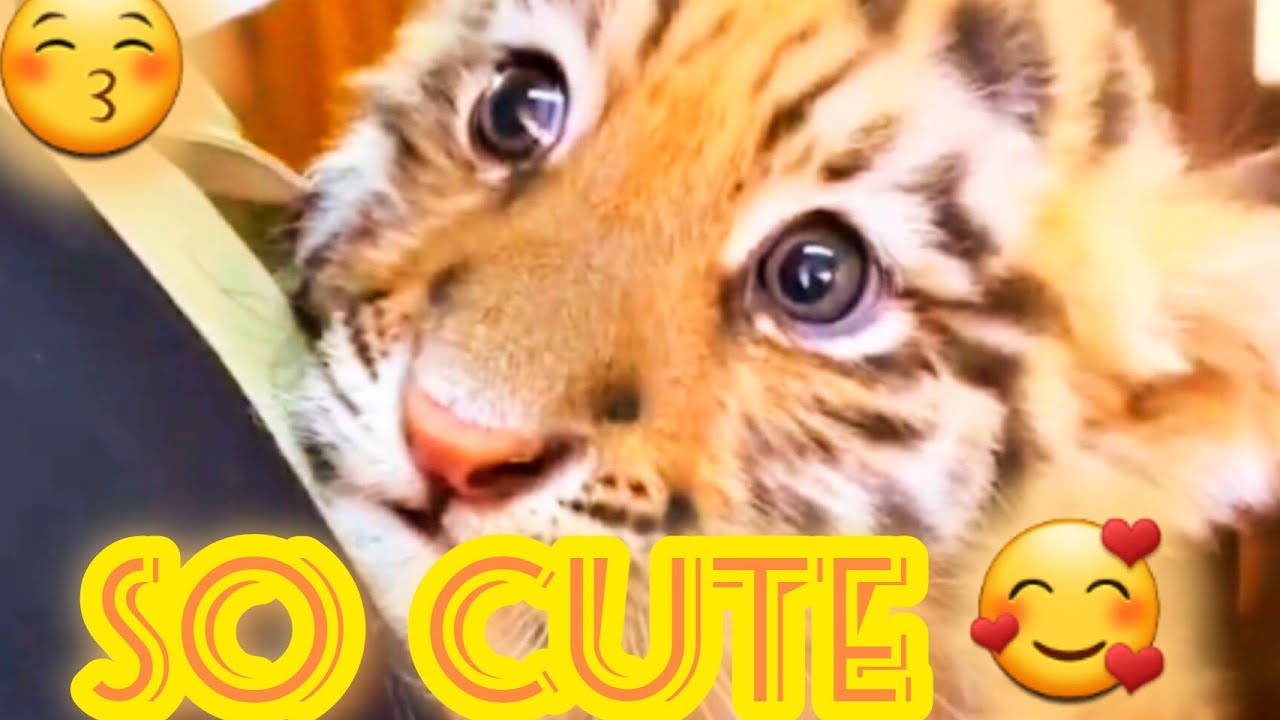 Fluffy Companions - Wild & Cuddly Fun - YouTube