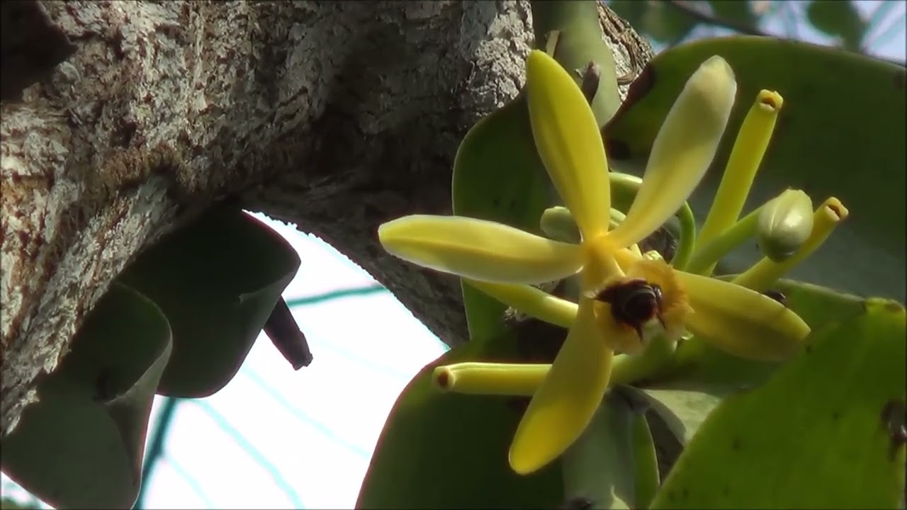 Vanilla pompona pollination by orchid bees in Amazon forest - YouTube