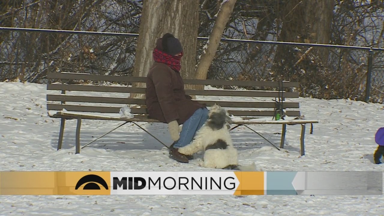 Can Dogs Be Manipulative? - YouTube