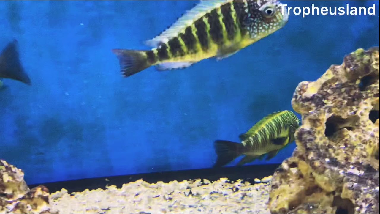 WC Tropheus Moorii ‘Green’ Murago Moba II - update - YouTube