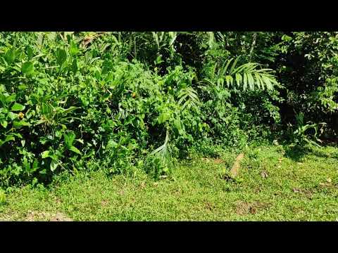 Survai Tanah di daerah Menes-Pandeglang